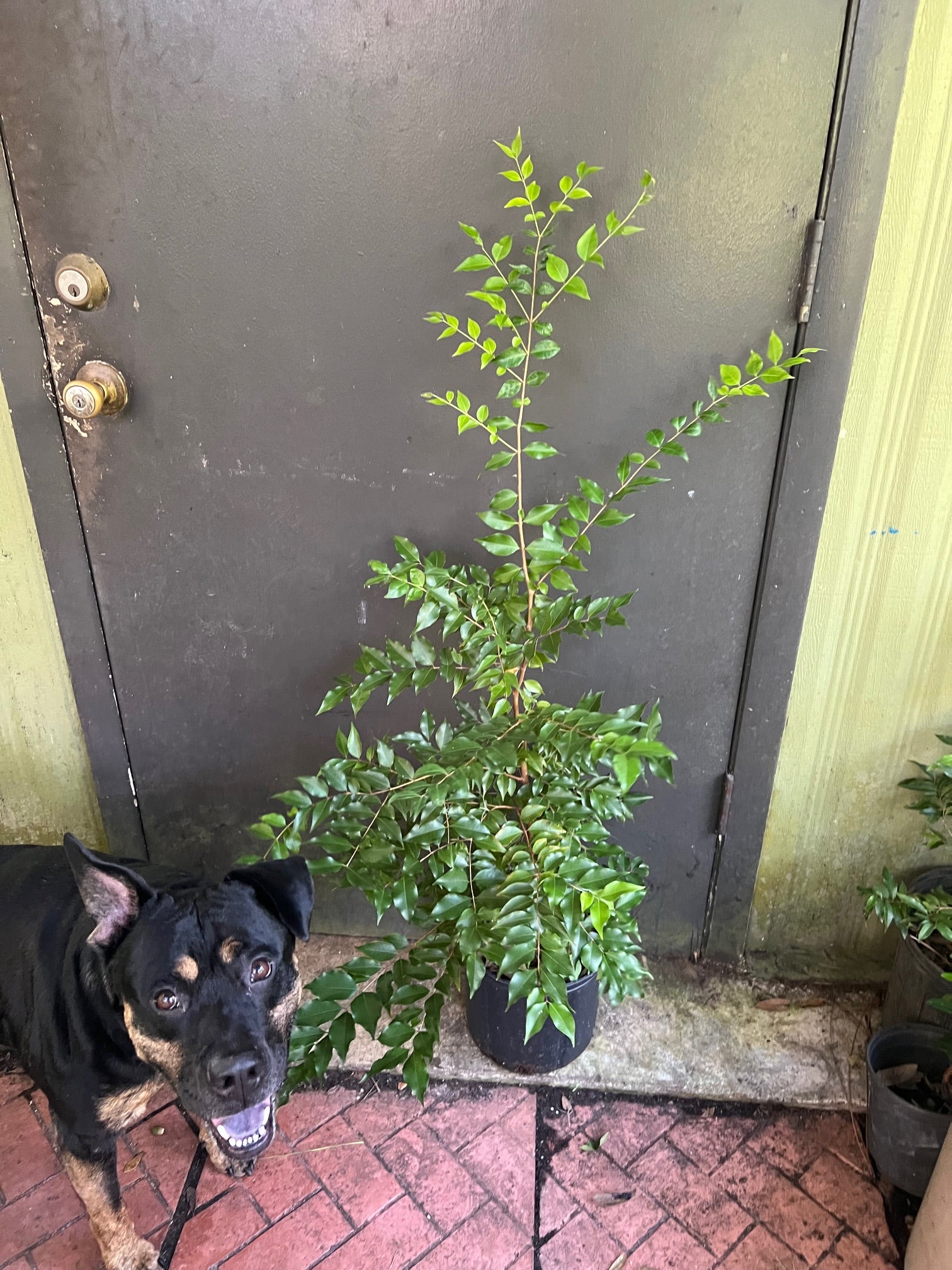 LARGE Seedling Plinia coronata ''Restinga" approx 3ft RARE jabuticaba ...