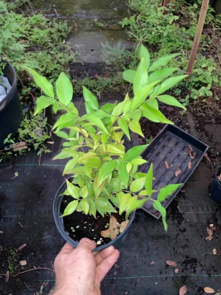 Approx 1ft tall Seedling Plinia coronata ''Restinga" RARE jabuticaba ...