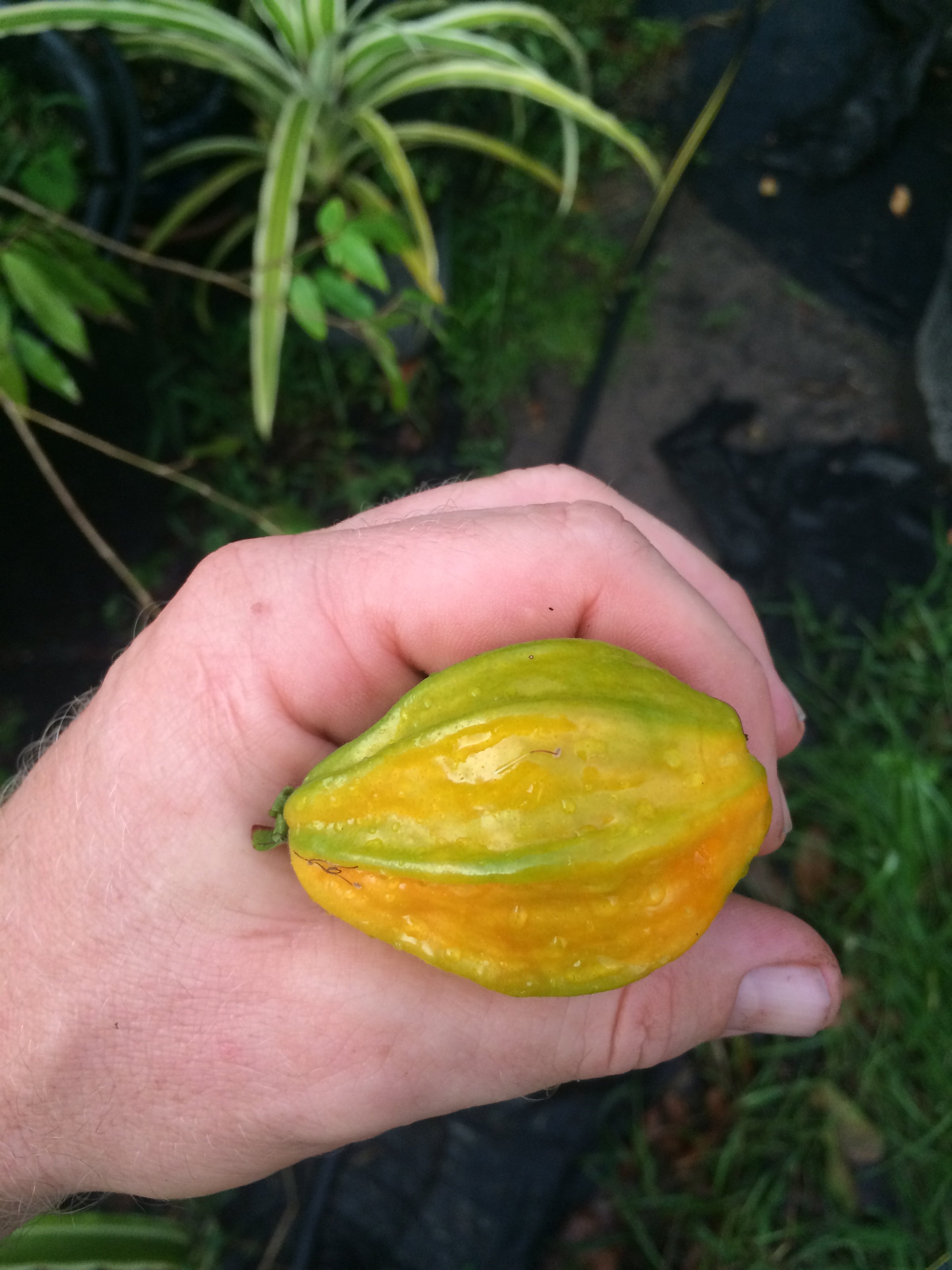 Pitangatuba / Starcherry (Eugenia selloi) Plug Seedling Tree Approx 5-7 ...