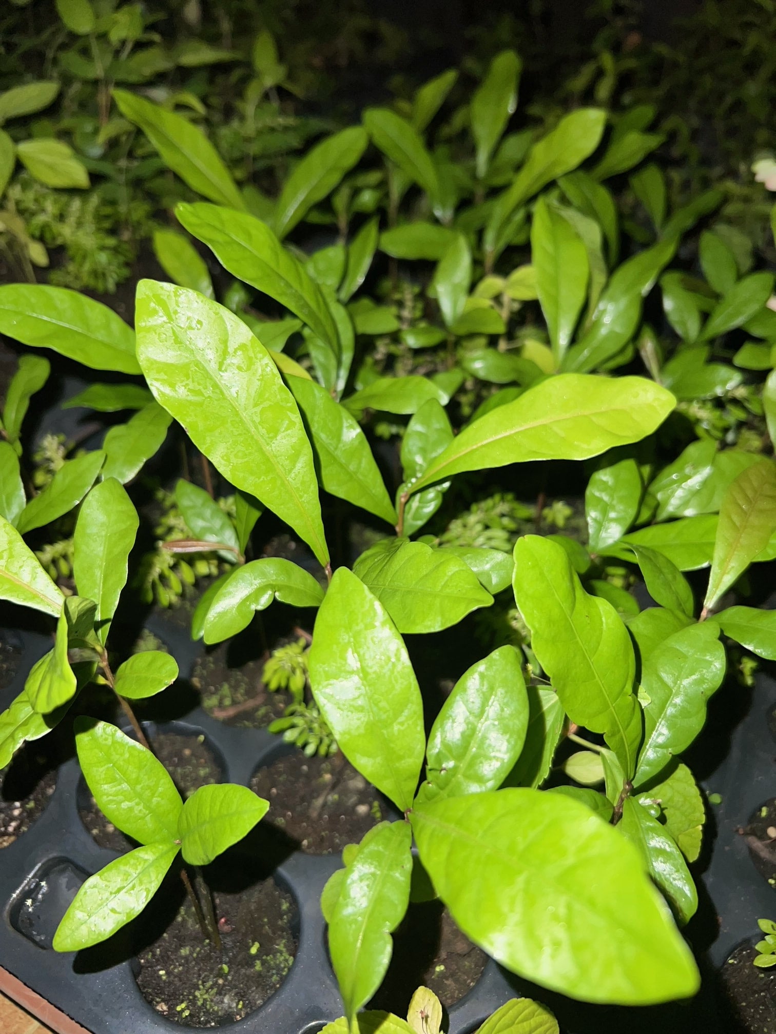 Miracle Fruit (Synsepalum dulcificum) Seedling Plug approx 5 inch tall ...