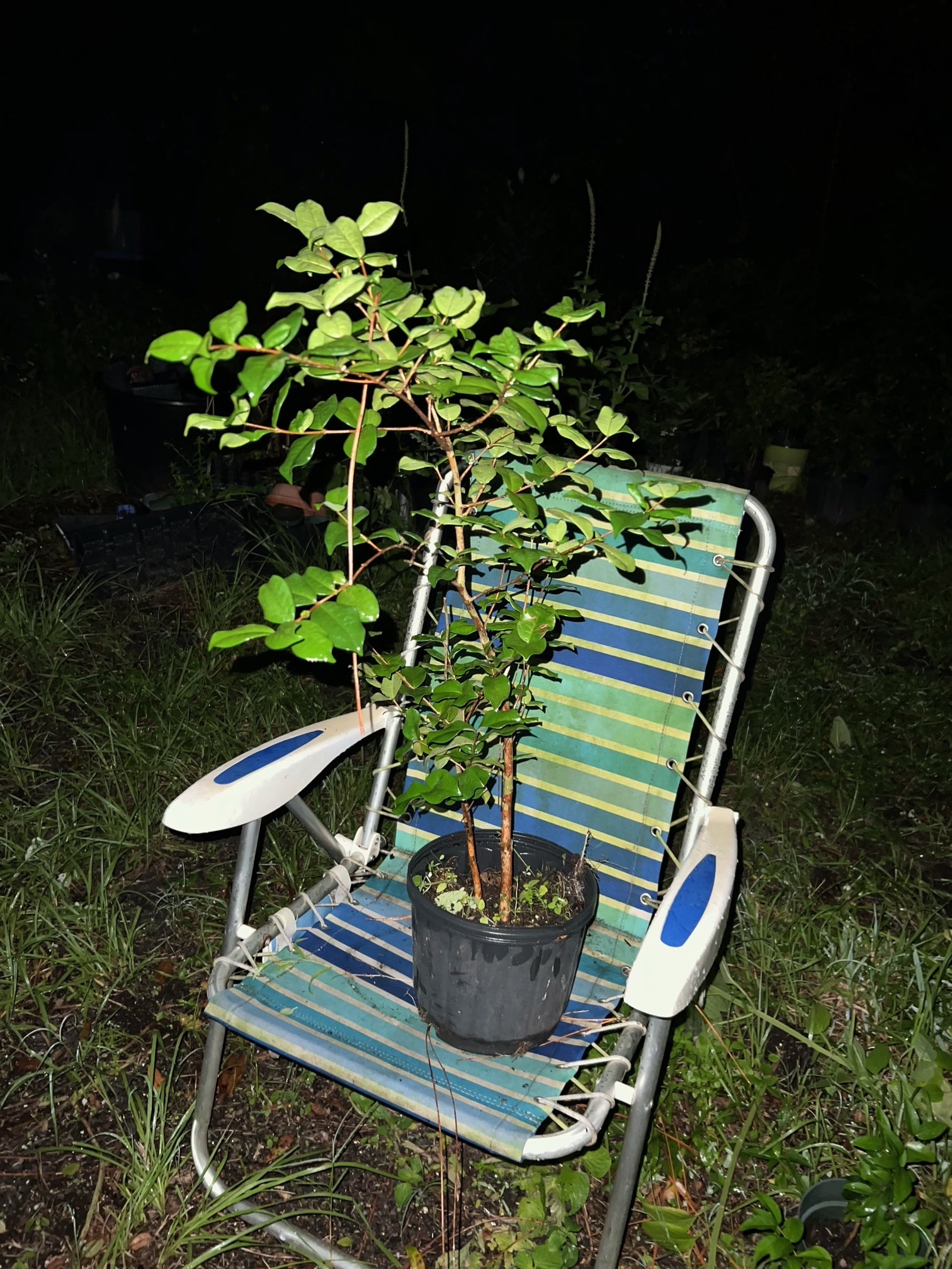 Pitangatuba / Starcherry (Eugenia selloi) Seedling approx 24-30 inch ...