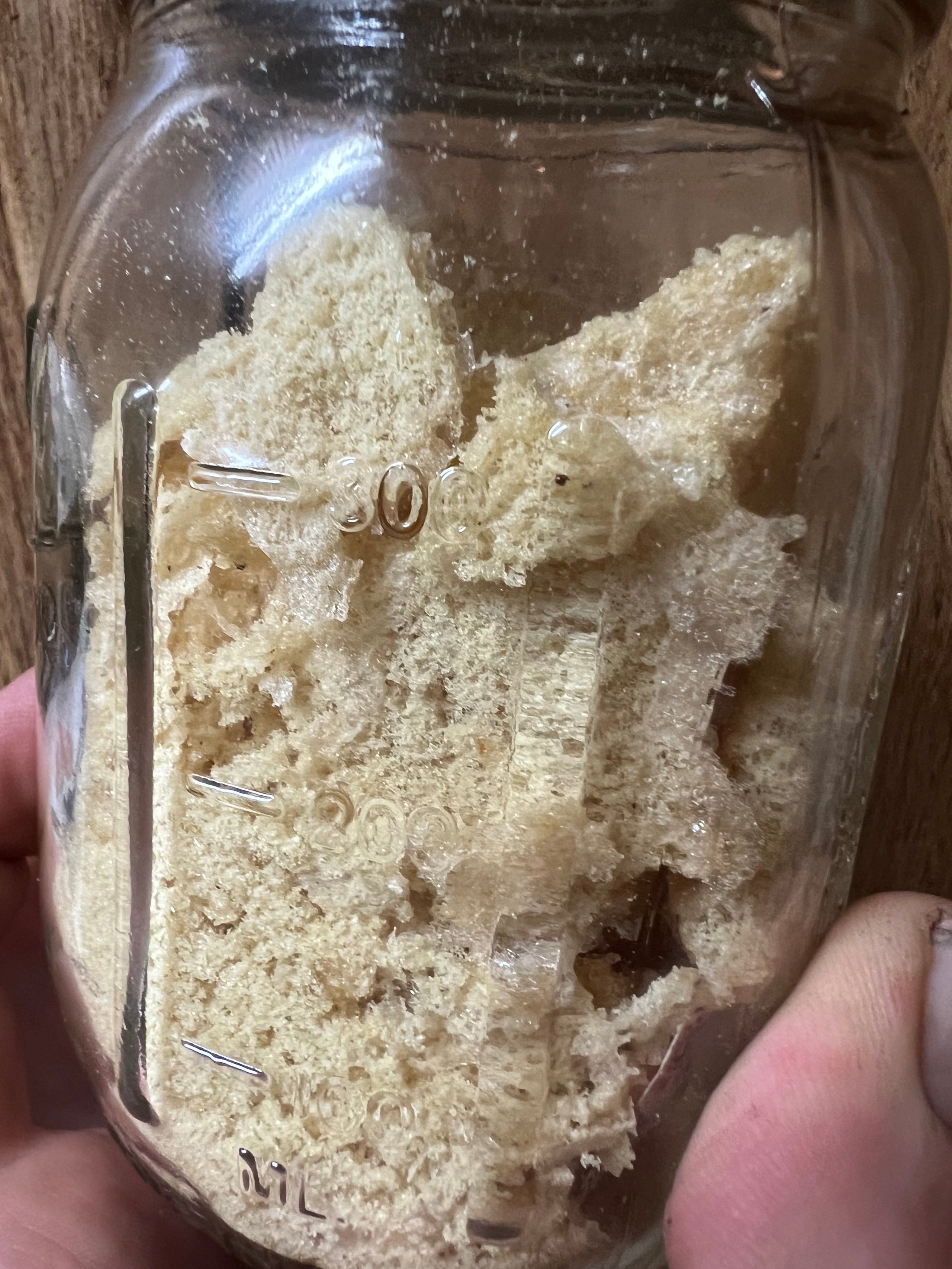 Freeze Dried FL Grown Lemon Drop Mangosteen Pulp (Garcinia brasiliensis ...