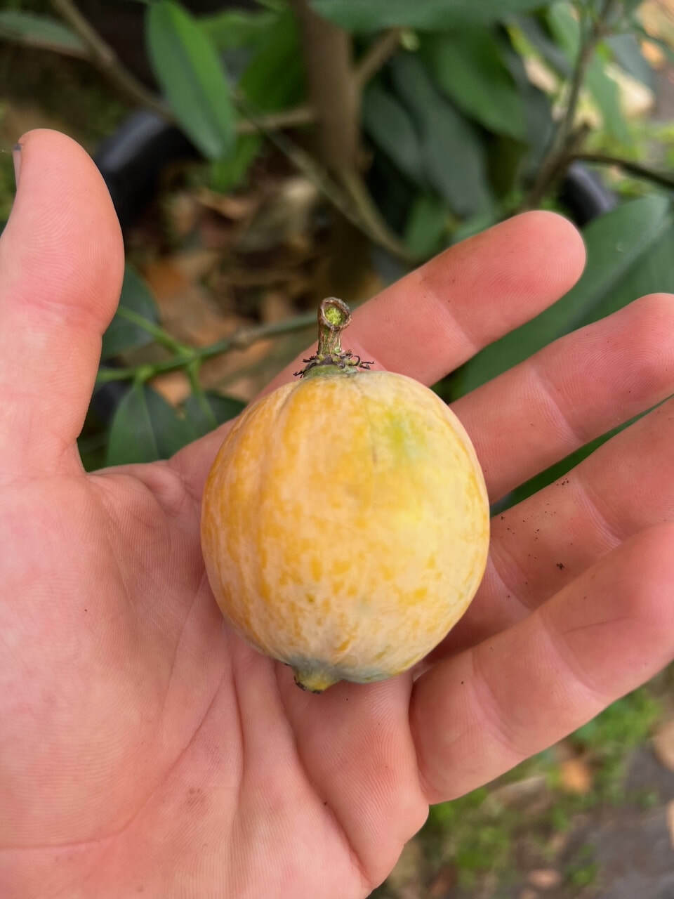 GRAFTED "Luc's" Garcinia sp. " Mexican Mangosteen" RARE Fruit Tree ...