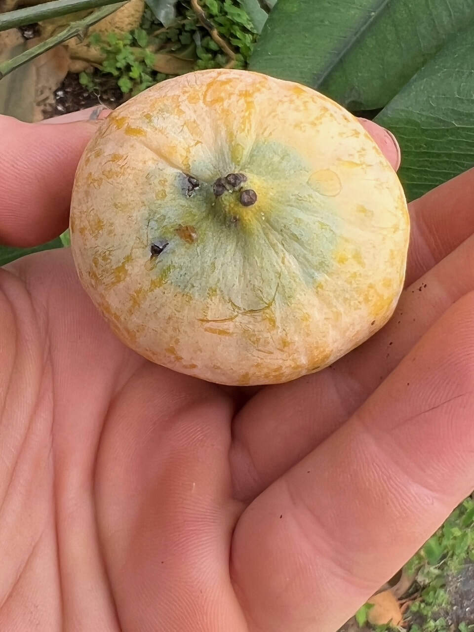 GRAFTED "Luc's" Garcinia sp. " Mexican Mangosteen" RARE Fruit Tree ...