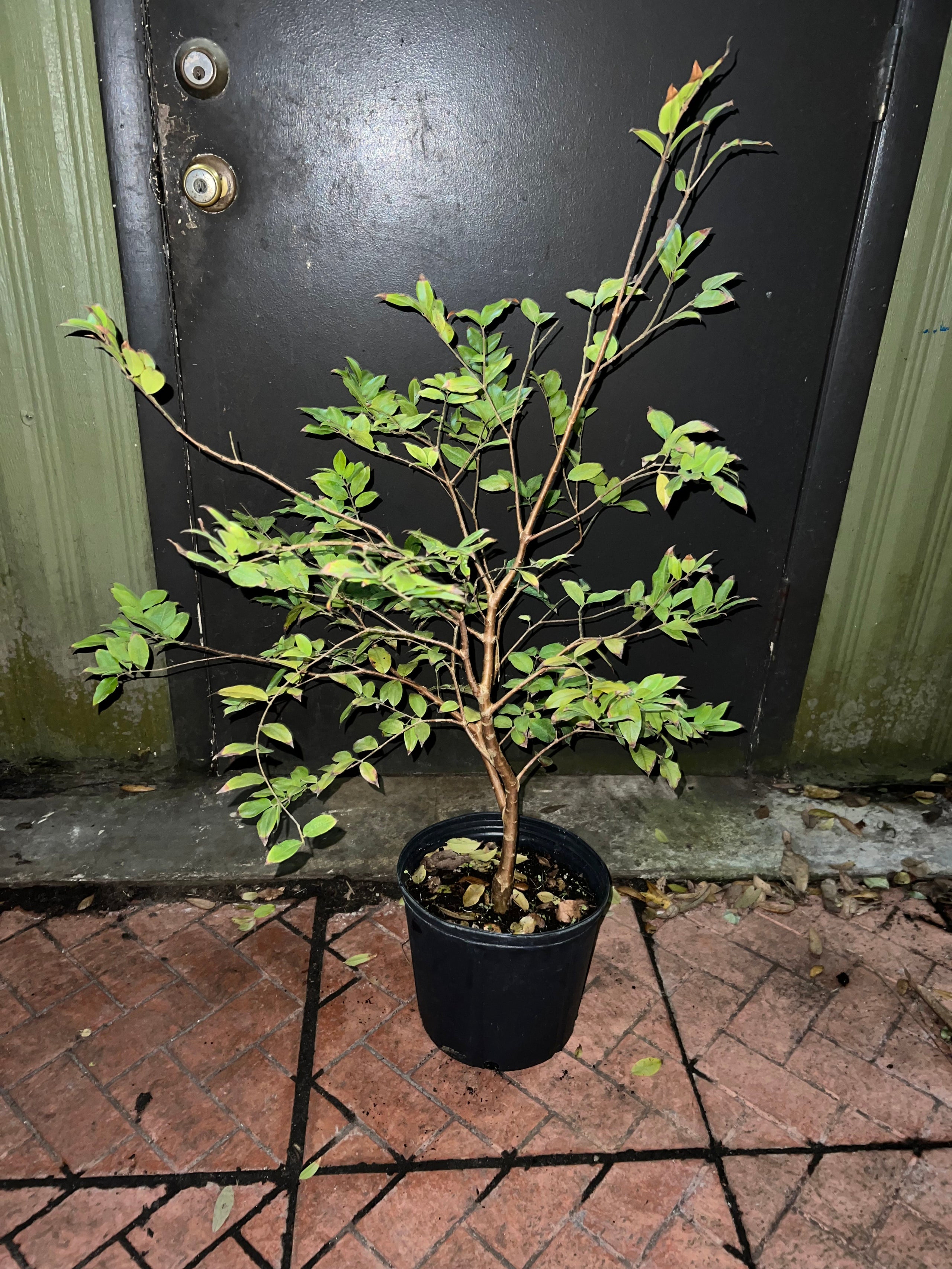 Jaboticaba Red Hybrid Plinia Cauliflora X Aureana