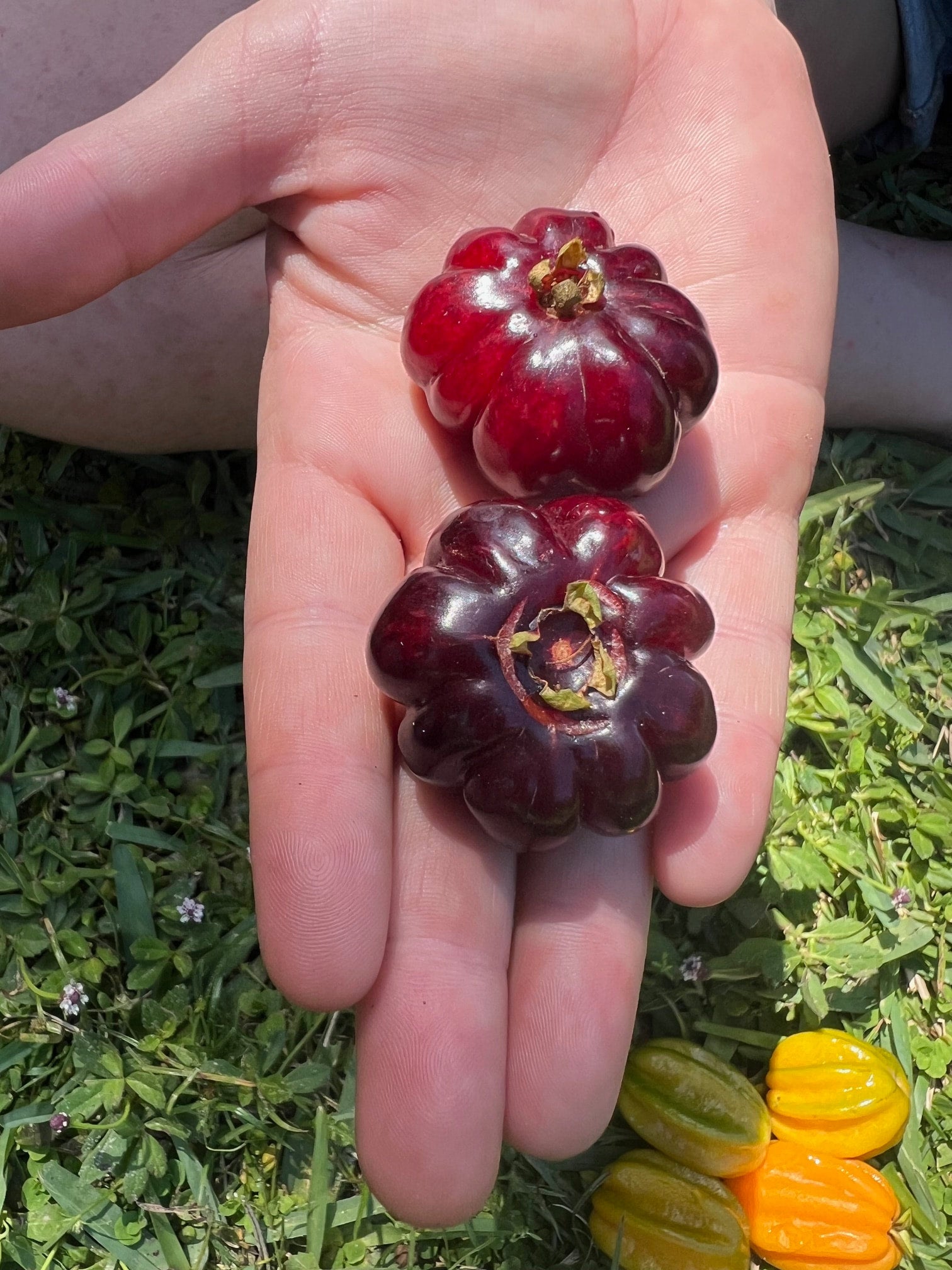 Grafted "Gigante" Pitanga (Eugenia uniflora) Giant Fruits/Flowers ...