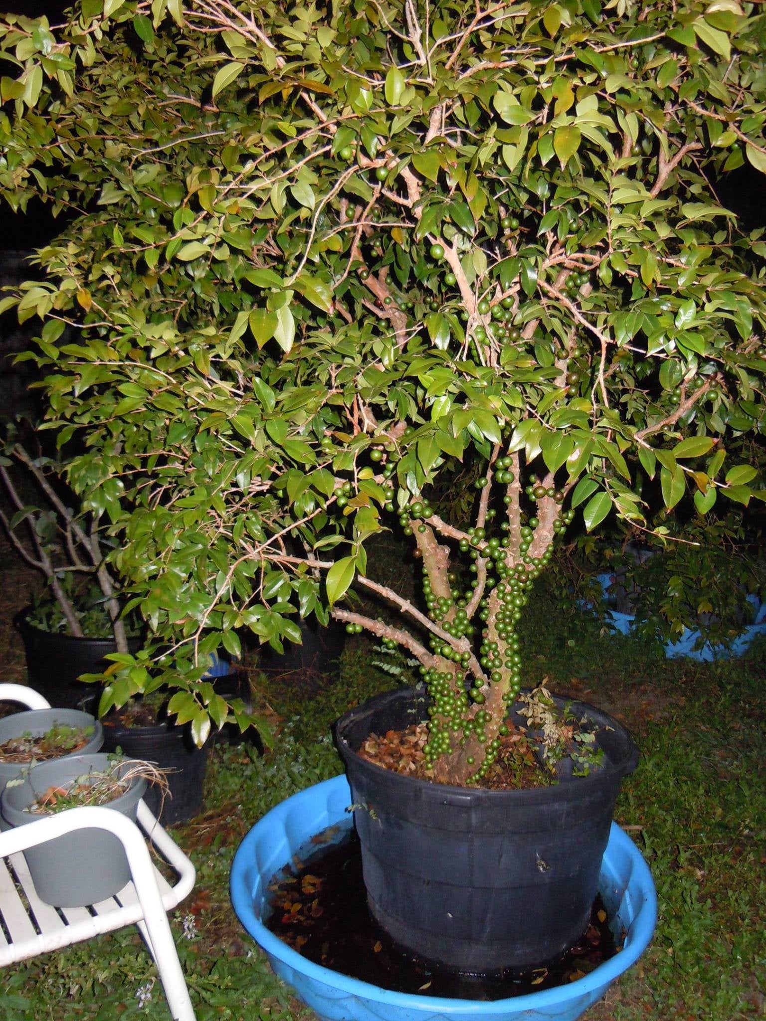 Red Jabuticaba Seedling Tree - Plinia hybrid Jaboticaba seedling Fruits ...