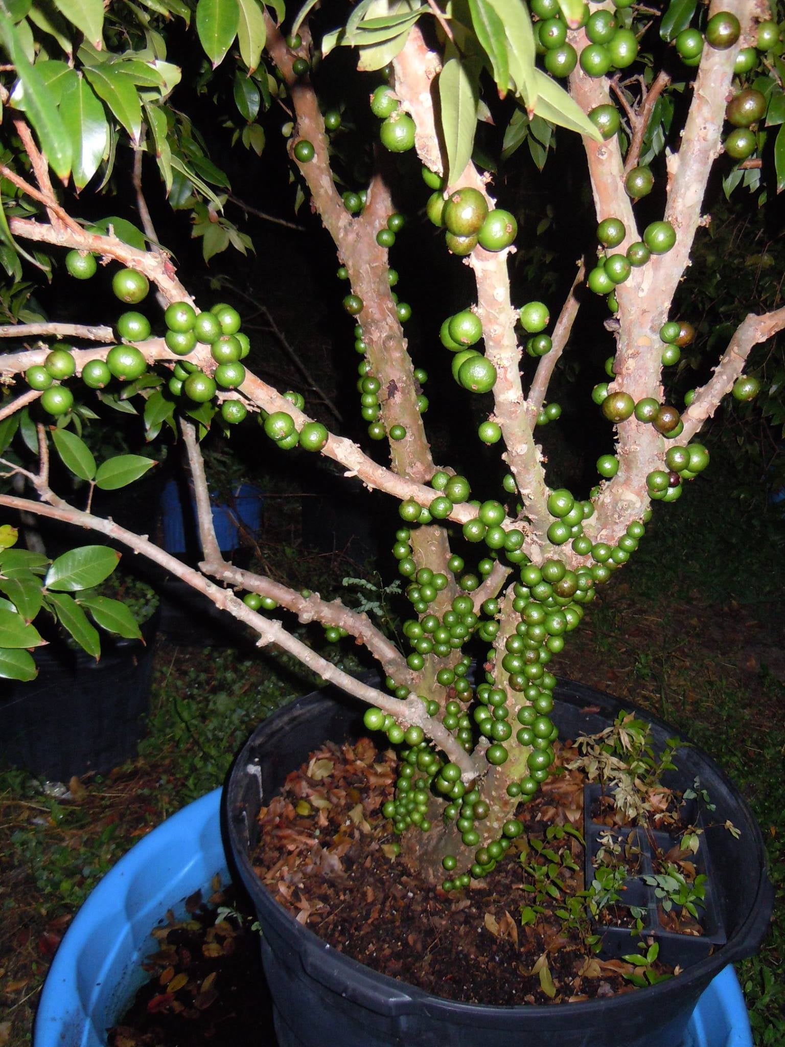 Red Jabuticaba Seedling Tree - Plinia hybrid Jaboticaba seedling Fruits ...