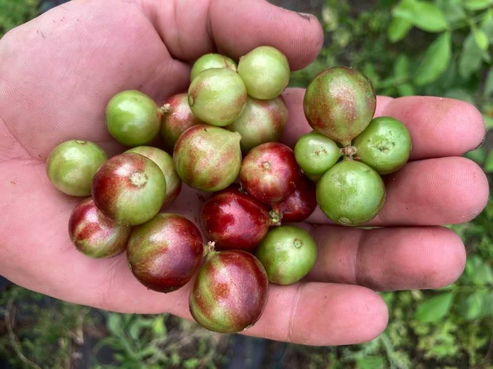 Jaboticaba Seeds