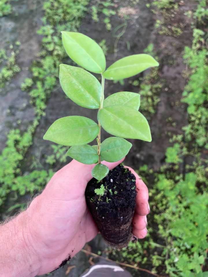Pitangatuba / Starcherry (Eugenia selloi) Plug Seedling Tree Approx 5-7 ...